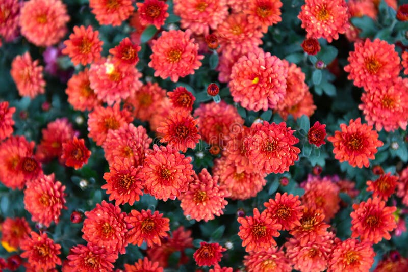 Bunch of Small Red Summer Flowers Stock Photo - Image of bush, blossom ...