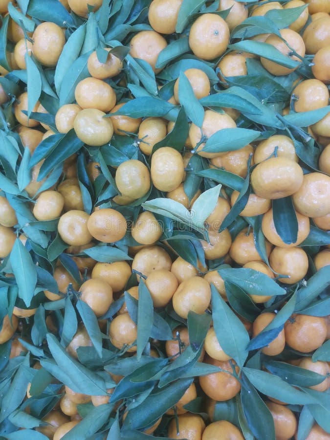 Bunch of Small Yellow Oranges with Leaves in a Market Stock Image ...