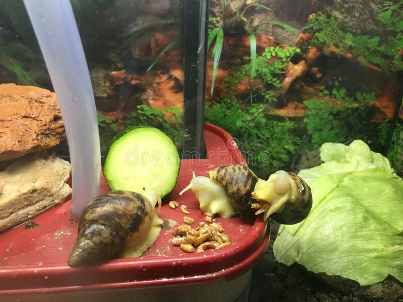 Bunch on Snails Eating Vegetables on a Table Stock Image - Image of ...