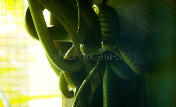 A bunch of snakes stock photo. Image of bunch, bundle - 120202704