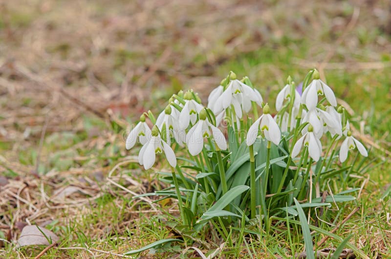 Bunch of Snowdrop Flowers on Black Background Stock Photo - Image of ...