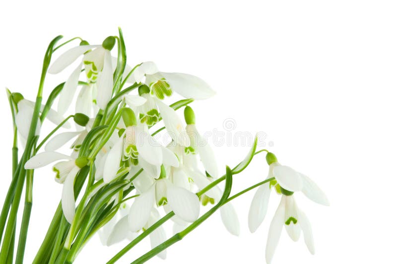 Summer Snowflake stock photo. Image of close, leucojum - 10300542
