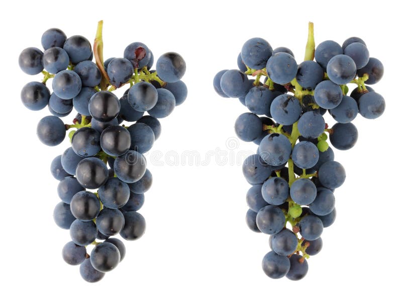 Sour grapes stock image. Image of anti, girl, grapes - 19338499