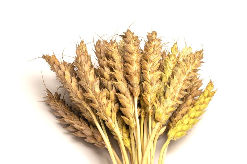 Bunch of Spikelets of Rye on a White Background Stock Image - Image of ...