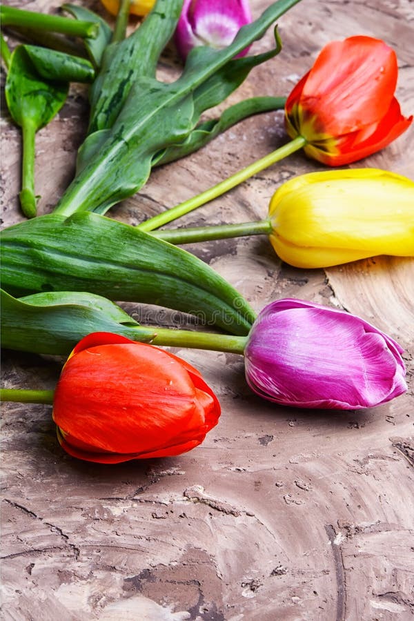 Bunch of Spring Beautiful Tulip Flower Stock Image - Image of bouquet ...