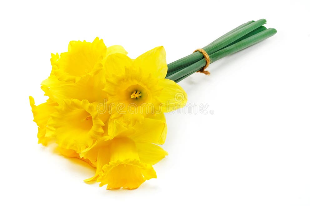 Bunch of spring daffodils stock photo. Image of daffodill - 30702258