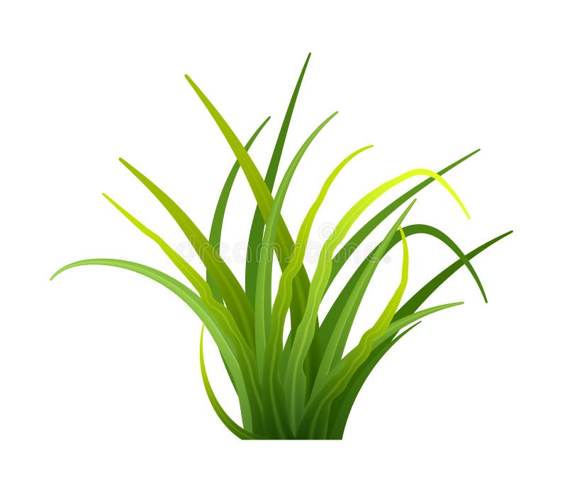 Bunch Spring Fresh Greens Isolated. Realistic Green Grass. Vector ...