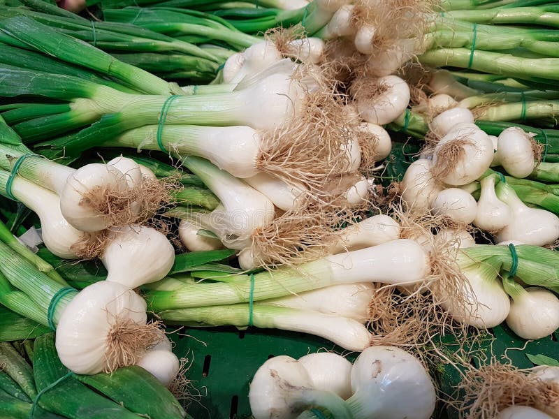 Bunch of spring onion stock photo. Image of natural - 114187418