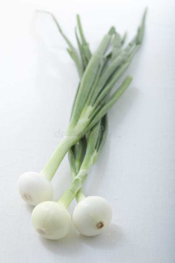 Bunch of spring onions stock photo. Image of welsh, uncooked - 10200658