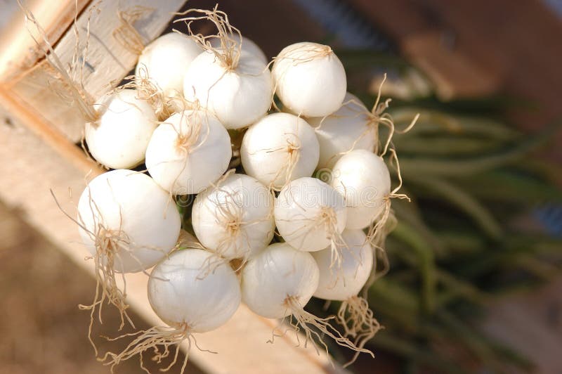 Bunch of Spring Onions in a Crate Stock Photo - Image of breast, spring ...