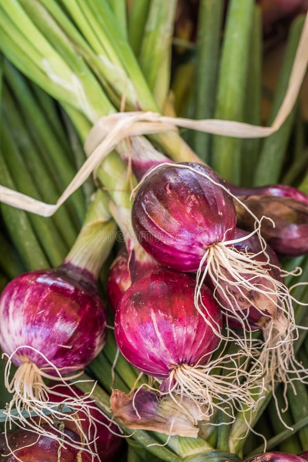 Bunch of spring onions stock photo. Image of vitamin - 195106518