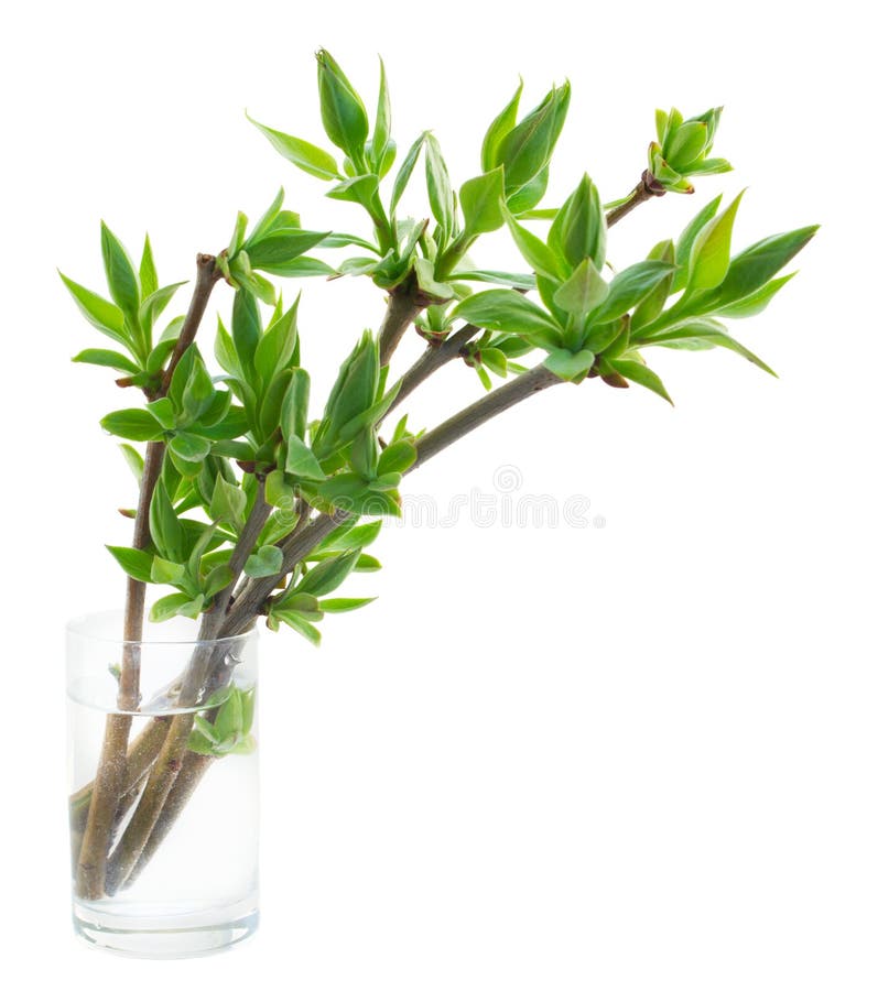 Bunch of Spring Flowers in Wooden Crate Stock Photo - Image of bloom ...