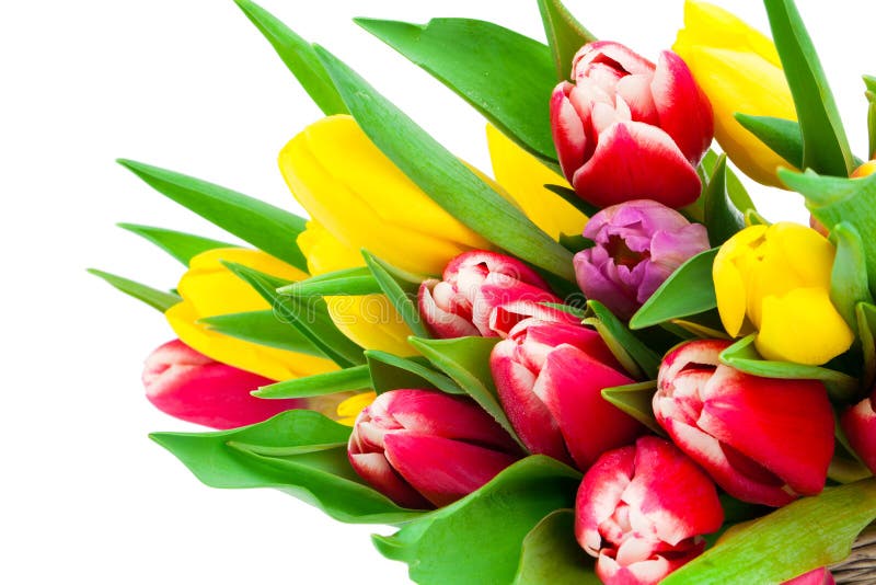 Bunch of spring tulips stock image. Image of decor, paschal - 38400769