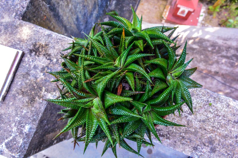 Bunch of Star Cactus Plants. High Angle View. Stock Image - Image of ...