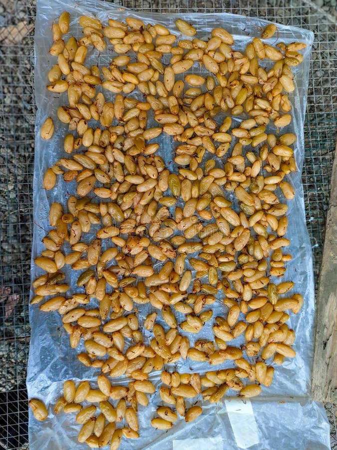 A Bunch of Star Fruit Being Dried in the Sun Stock Photo - Image of ...