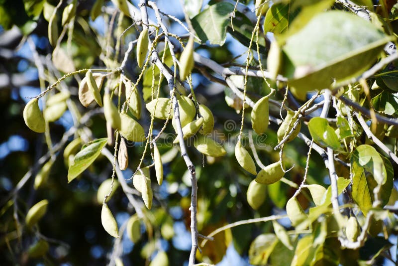 Bunch of Strange Green Fruits Stock Image - Image of blue, strange ...