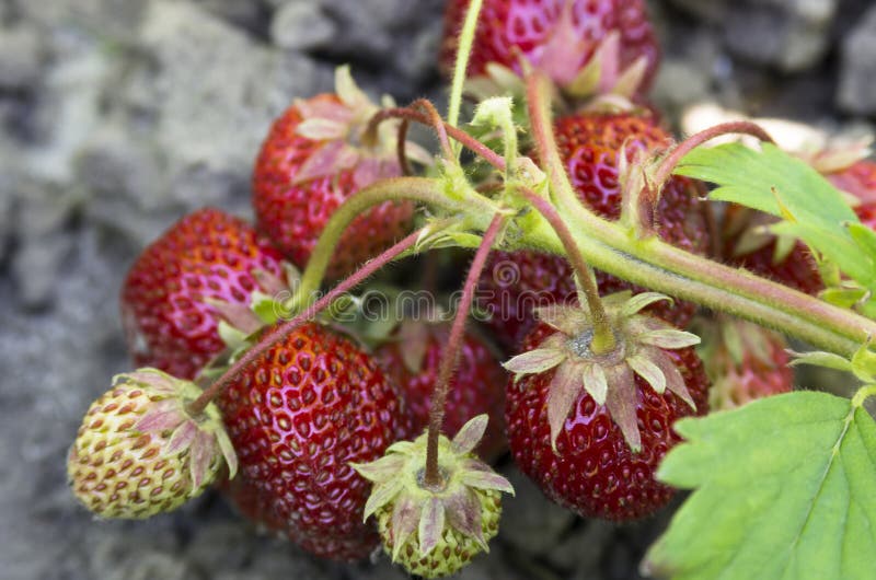 A bunch of strawberries stock image. Image of bunch, cultivated - 96546879