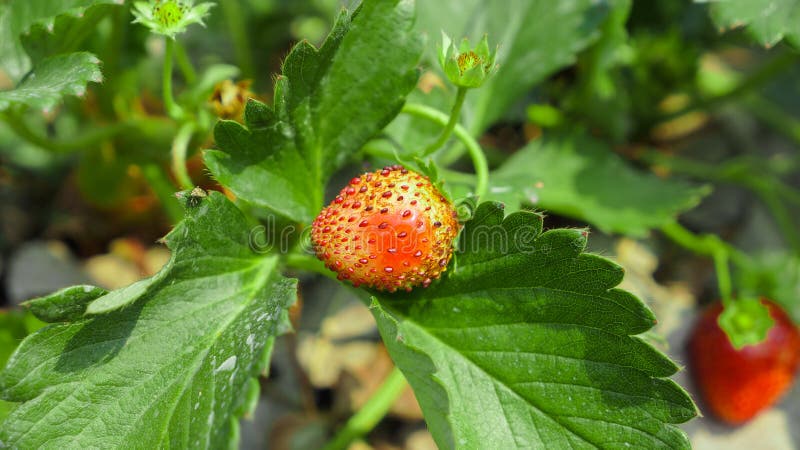 Bunch of strawberries stock image. Image of gardening - 77080697