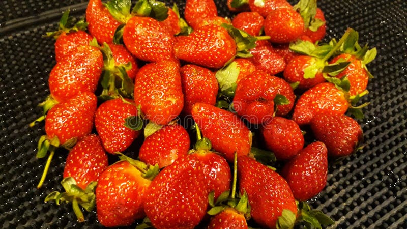 A Bunch of Strawberry Fresh Stock Image - Image of leaf, bunch: 210070787