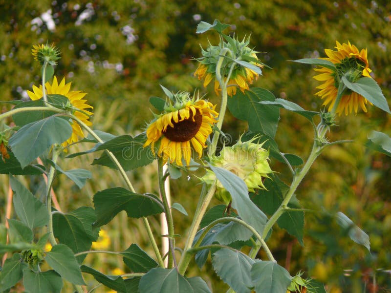 Bunch of Sunflowers stock image. Image of leaf, summer - 193119255