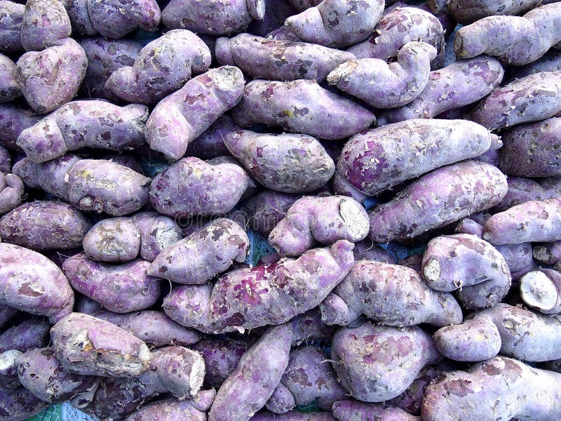 Small Taro Root Crops, Also Known As Gabi in the Philippines Stock ...