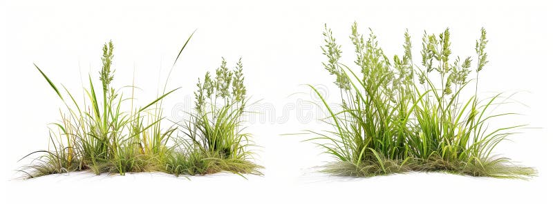 A Bunch of Tall Grass, Front View and Side View, White Background Stock ...