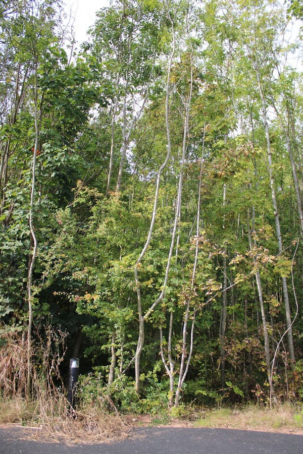 Bunch of Tall Thin Trees and Asphalt Pavement Stock Image - Image of ...