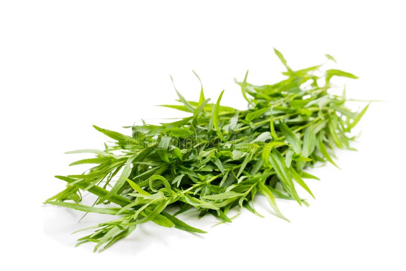 Bunch of Tarragon Plant Isolated on White Stock Photo - Image of ...
