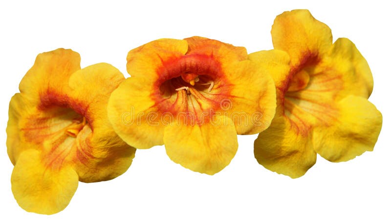 A Bunch of Tecoma Stans or Tecoma Sparky Blossom Blooming. Stock Image ...