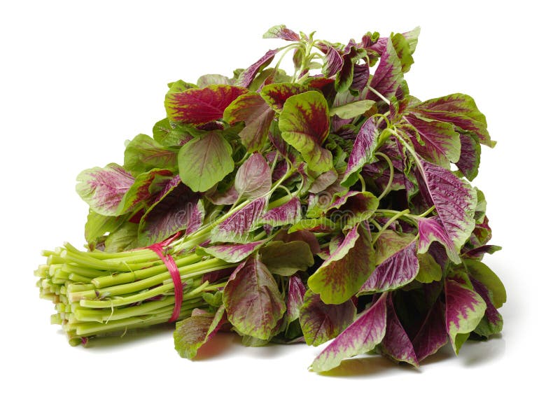 Red Colored Amaranth Flower - Celosia Stock Photo - Image of houseplant ...