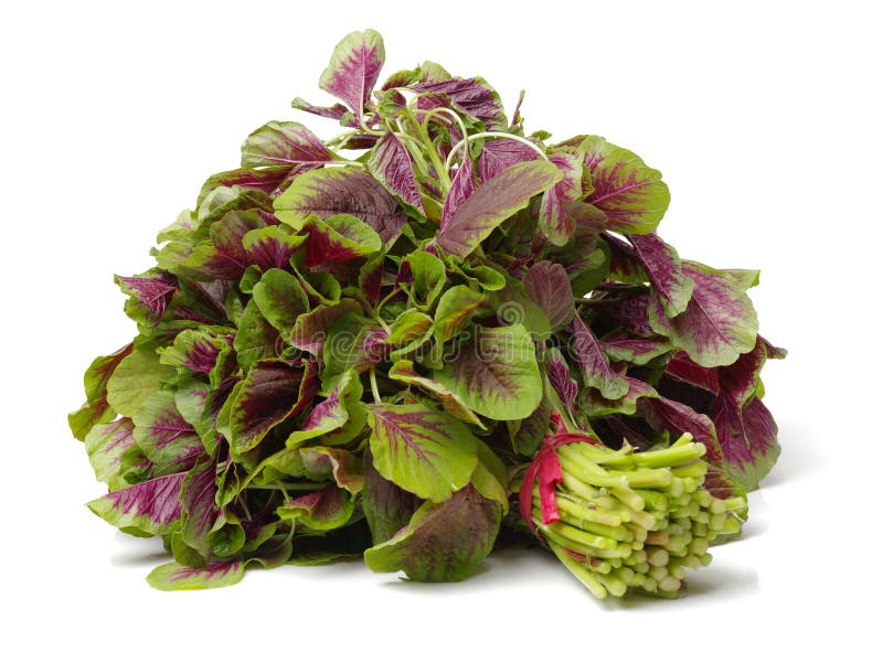 Red Colored Amaranth Flower - Celosia Stock Photo - Image of houseplant ...
