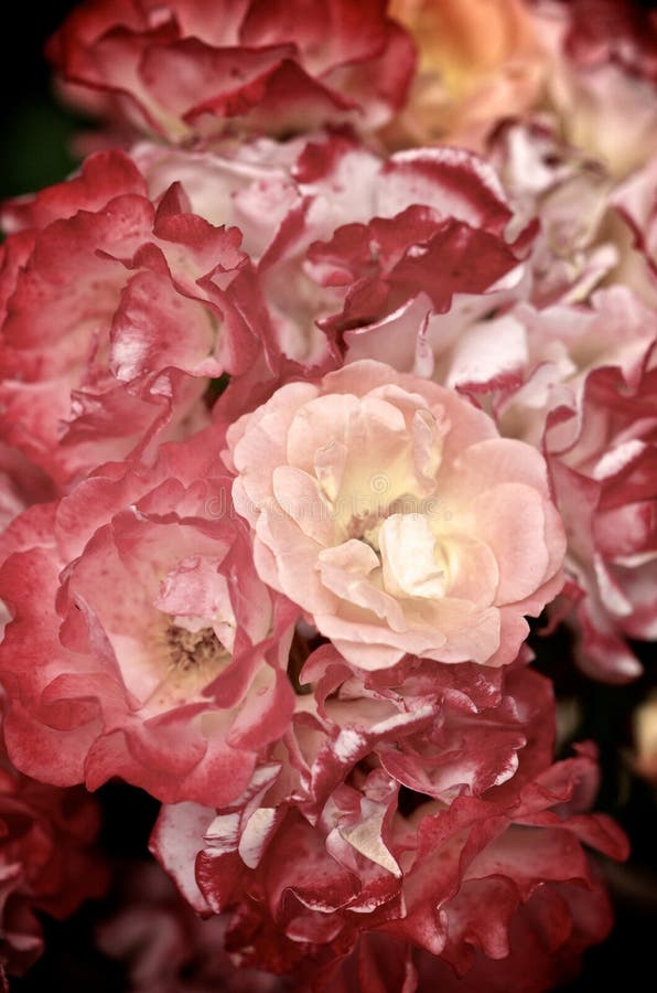 Bunch of Tiny Roses stock image. Image of macro, nature - 96349253