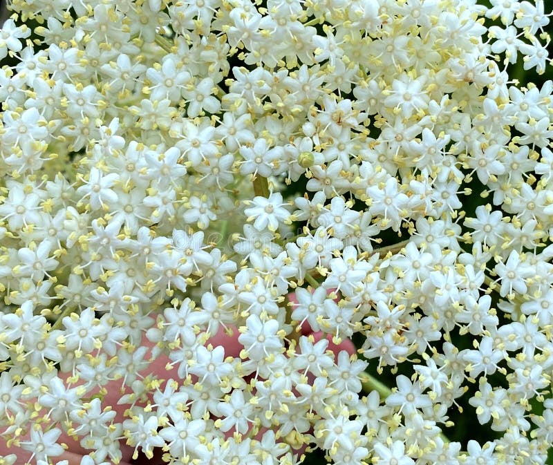 A Bunch of Tiny White Elder Flowers in the Countryside Stock Image ...