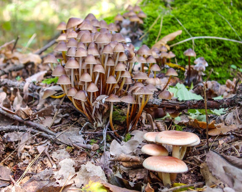 Bunch of toadstools. stock image. Image of green, mycelium - 73079917