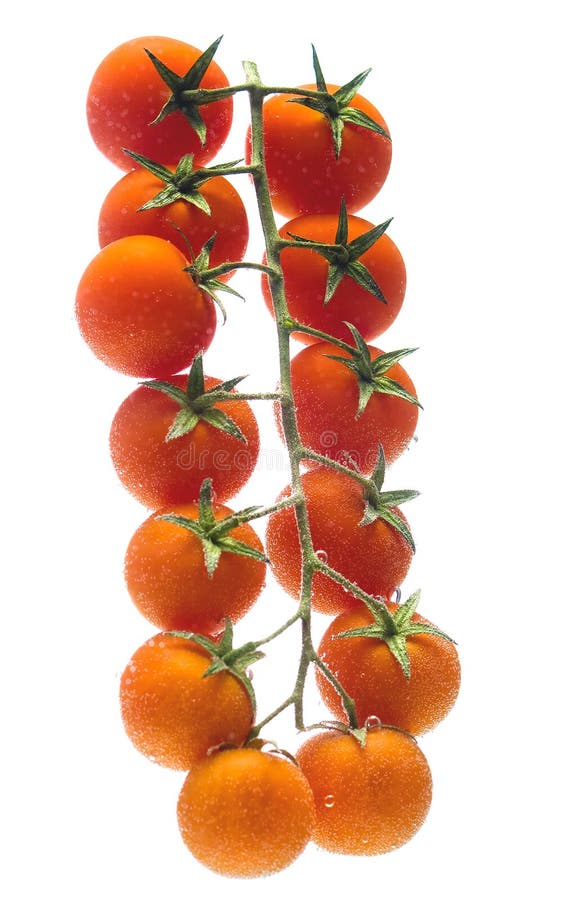 Bunch tomato stock image. Image of white, nutrient, ripe - 12595849