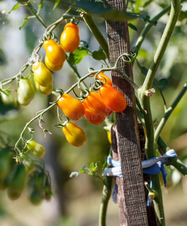 A Bunch of Tomatoes Hanging from a Tree Stock Image - Image of farming ...