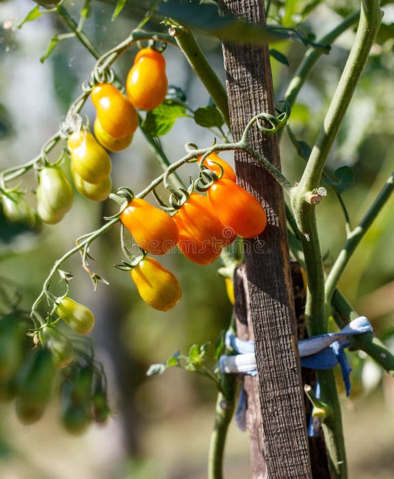 A Bunch of Tomatoes Hanging from a Tree Stock Image - Image of farming ...