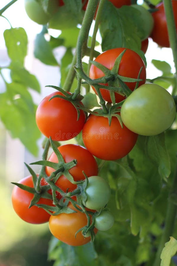 Bunch of tomatoes stock photo. Image of tomato, raceme - 66536292