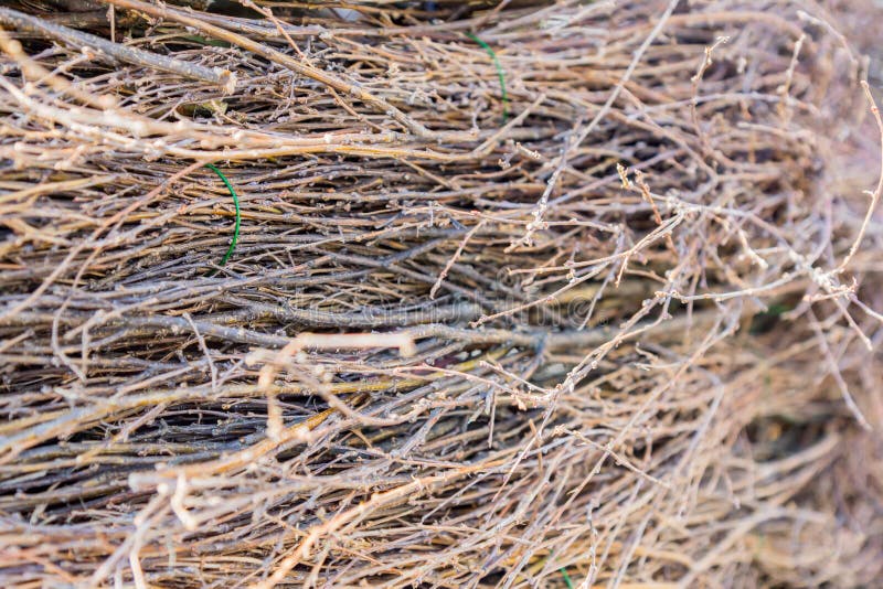 Bunch of Tree Branches Background Stock Photo - Image of botany ...