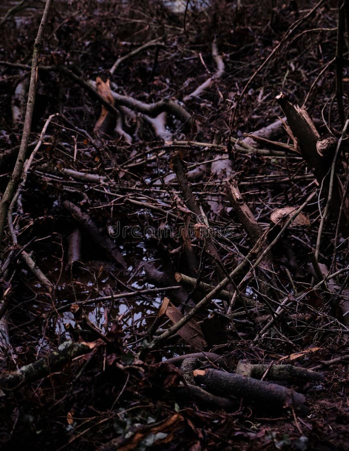 Bunch of Tree Branches on the Surface of the Water in a Forest ...