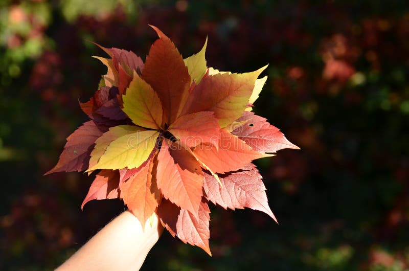 Bunch of Tree Leaves in Autumn Season Stock Photo - Image of close ...