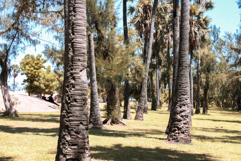 Bunch Of Trees In A Dense Forest Stock Photo - Image of tall, india ...