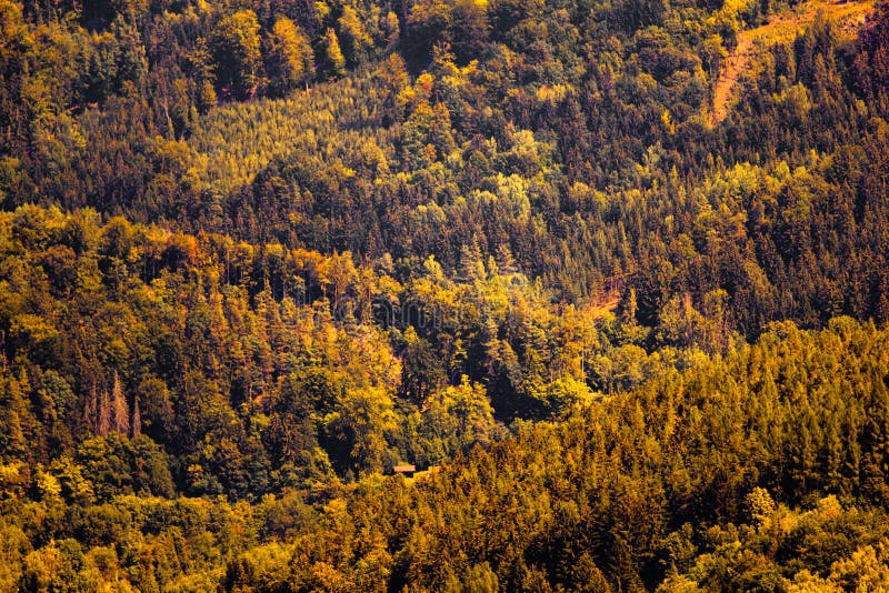 Bunch of Trees in Autumn Colors Stock Image - Image of shot, orange ...