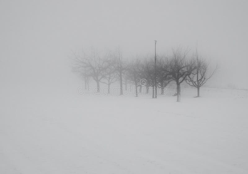 Spooky Trees in Misty Winter Scene Stock Image - Image of foggy ...