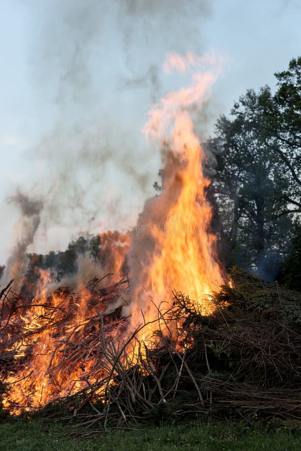 Bunch of Trees Burning in the Forest Stock Photo - Image of darkness ...