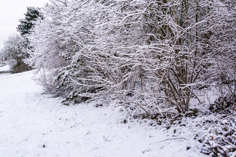 Bunch of Trees Covered by Snow - Winter Background 2 Stock Photo ...