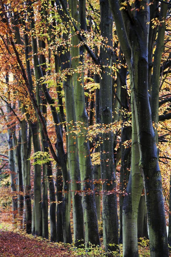 Bunch of trees stock image. Image of nature, park, sadness - 47462623