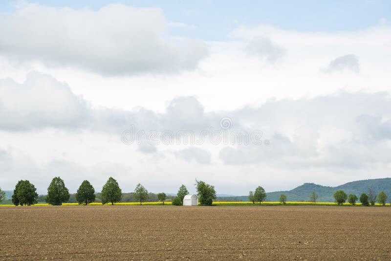 Bunch of Trees in the Green Field with Overcast Sky Stock Image - Image ...