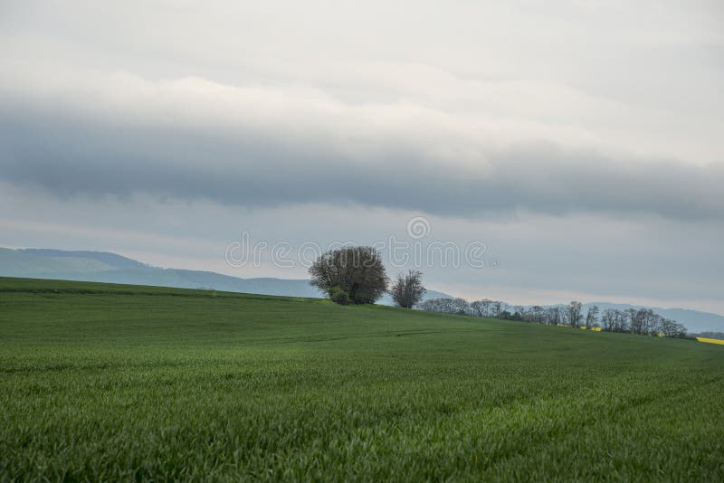 Bunch of Trees in the Green Field with Overcast Sky Stock Photo - Image ...
