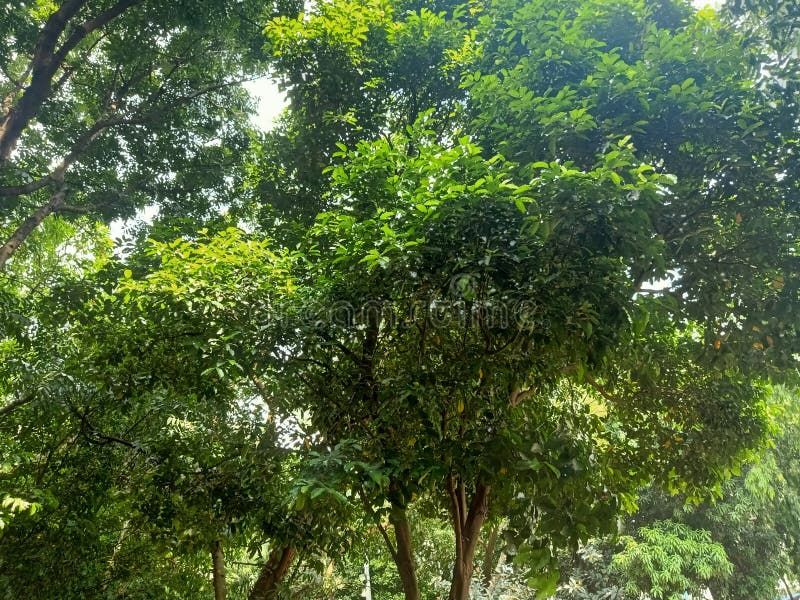 A Bunch of Trees with Green Leaves Stock Image - Image of branch ...